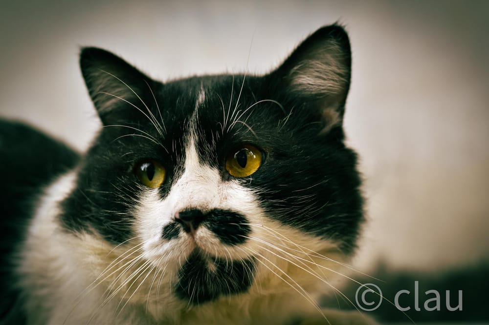 Cat - Lightroom App Editing | Skillshare Student Project