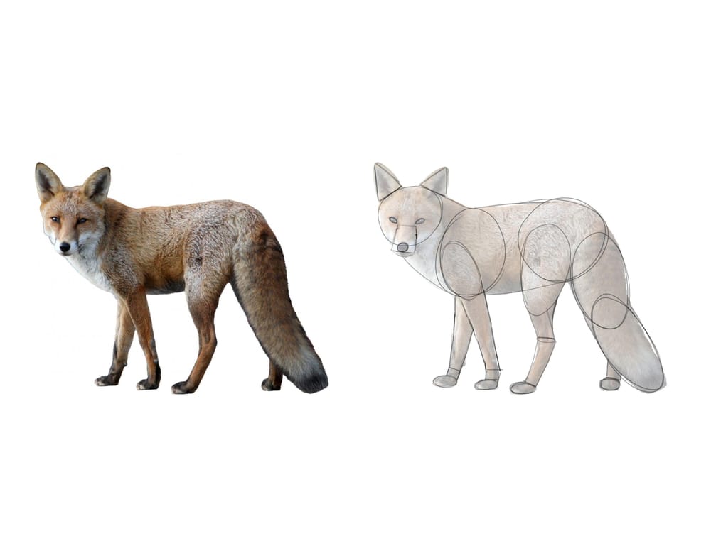 Breaking down subjects into shapes | Skillshare Student Project