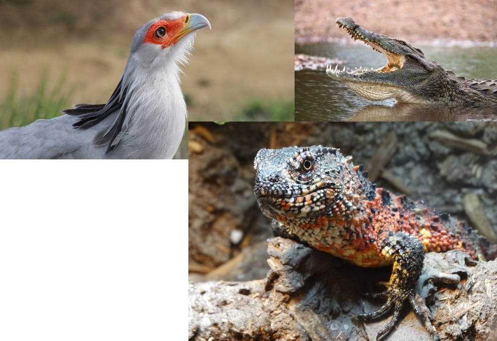 Secretary Lizard | Skillshare Student Project