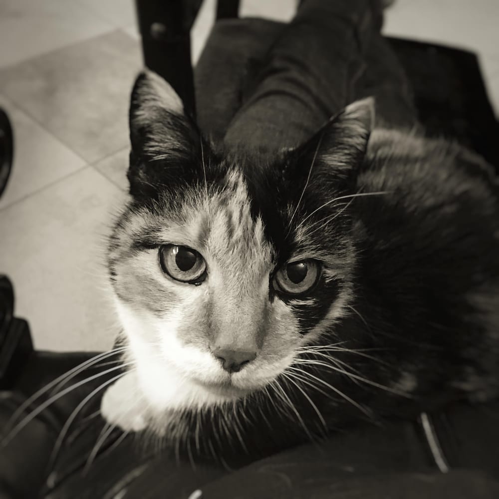 My Cat, Of Course | Skillshare Student Project