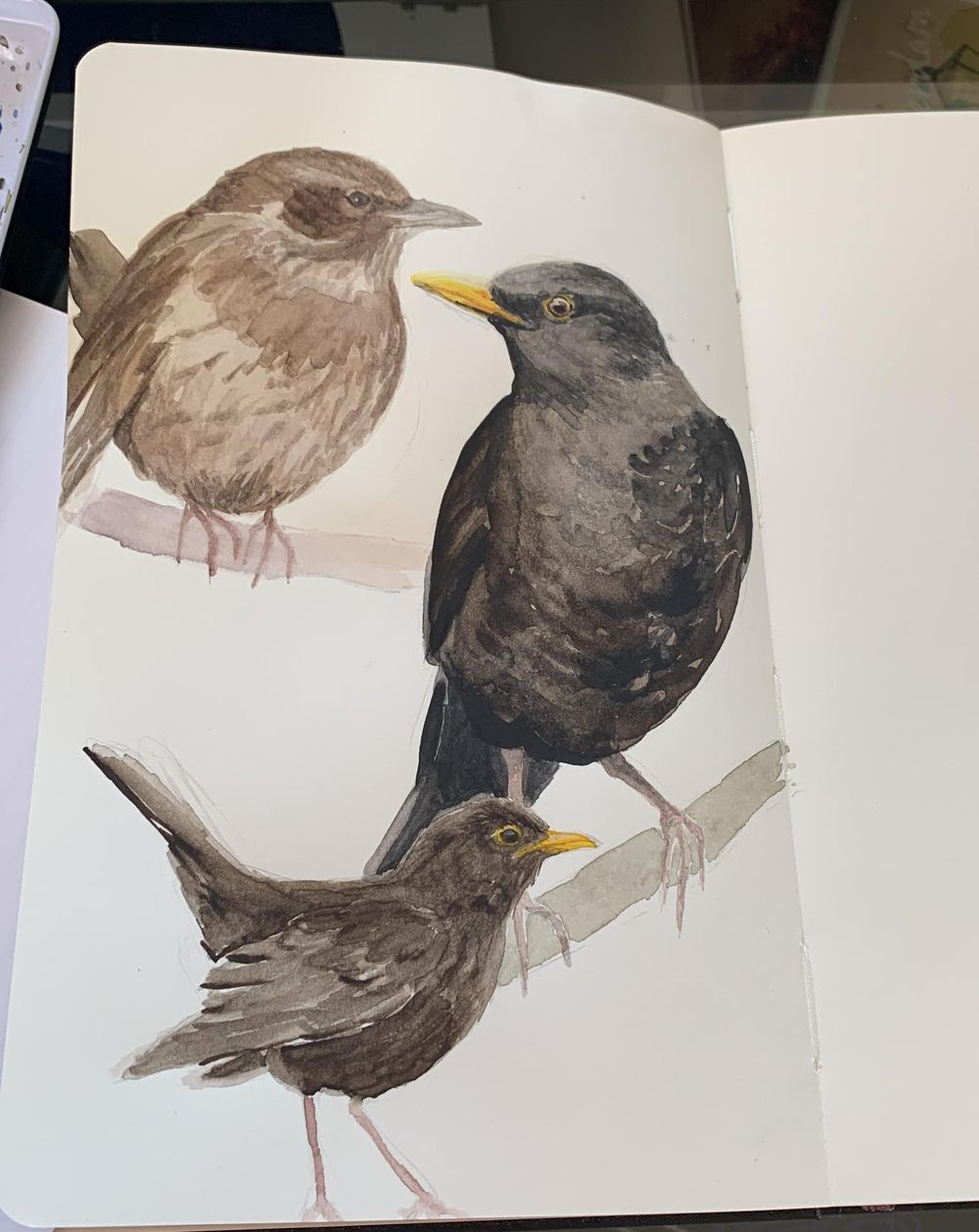 Bird Study | Skillshare Student Project