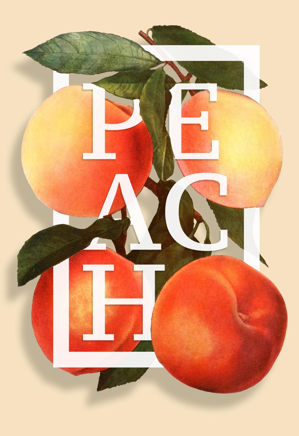 Peachy | Skillshare Student Project