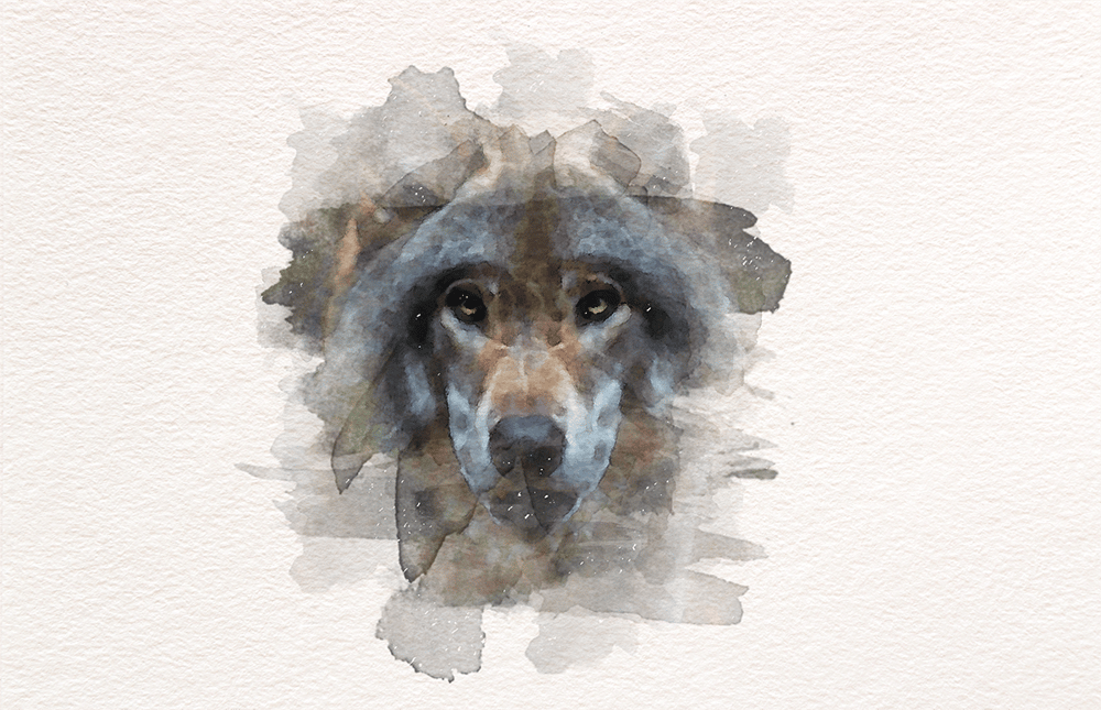 Watercolor Wolf | Skillshare Student Project