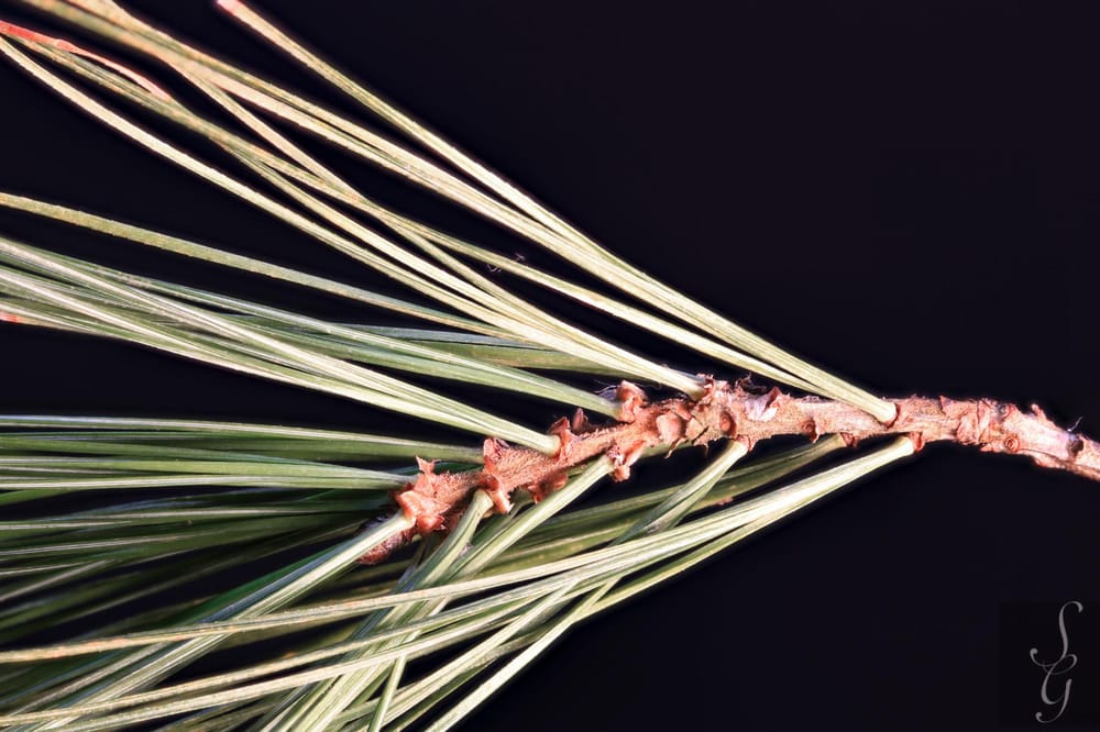 Pine Needles Skillshare Student Project