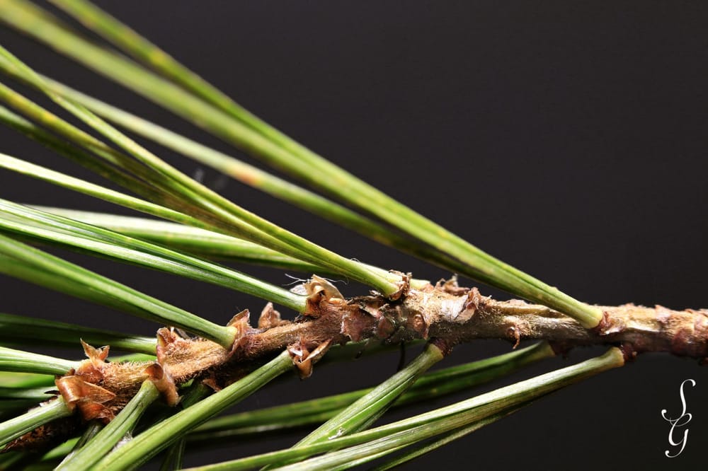 Pine Needles Skillshare Student Project