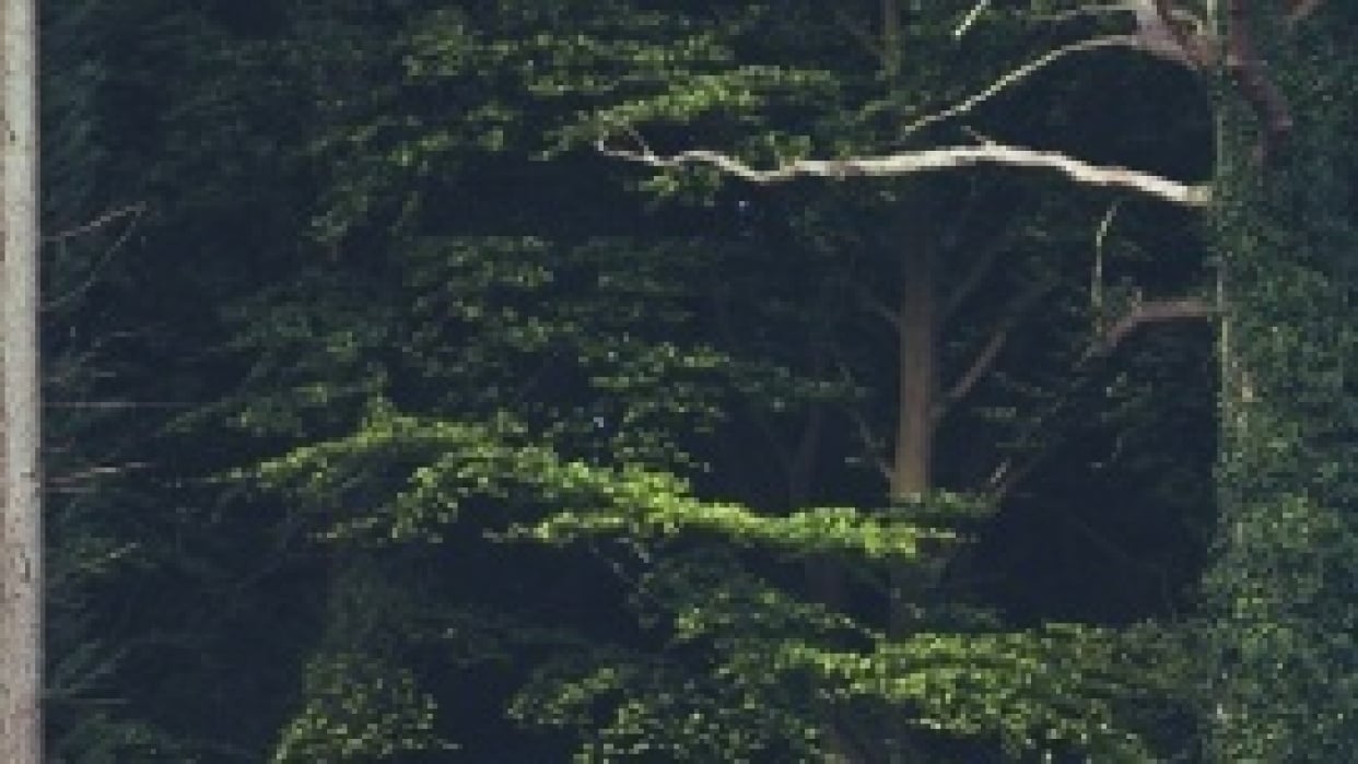 New Heritage Cases | Skillshare Student Project