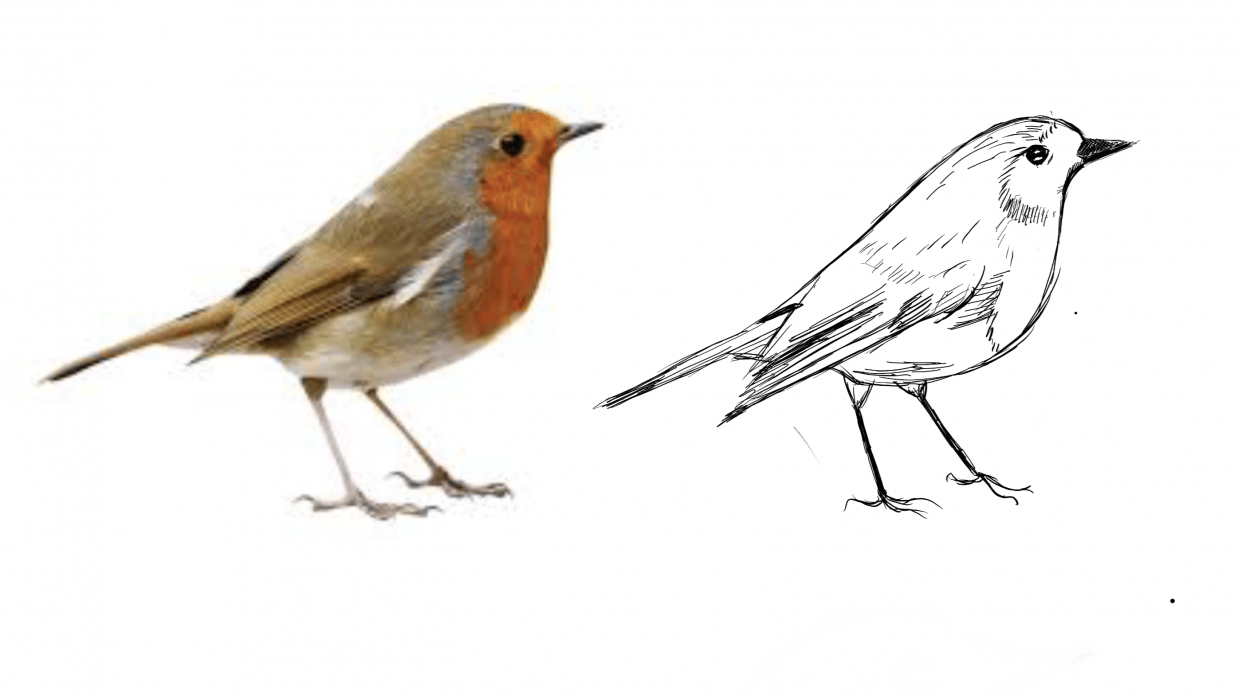 First bird | Skillshare Student Project