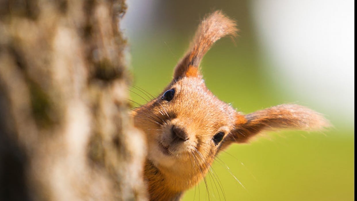 Happy Squirrel | Skillshare Student Project