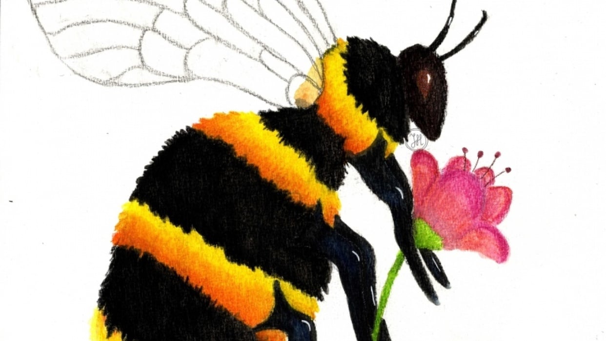 Intro to Watercolor pencils | Skillshare Student Project