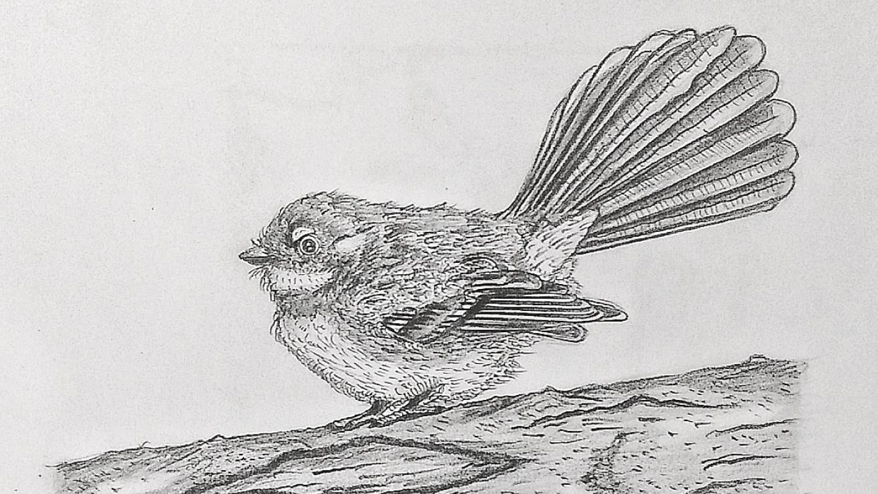 Realistic Fantail Project | Skillshare Student Project