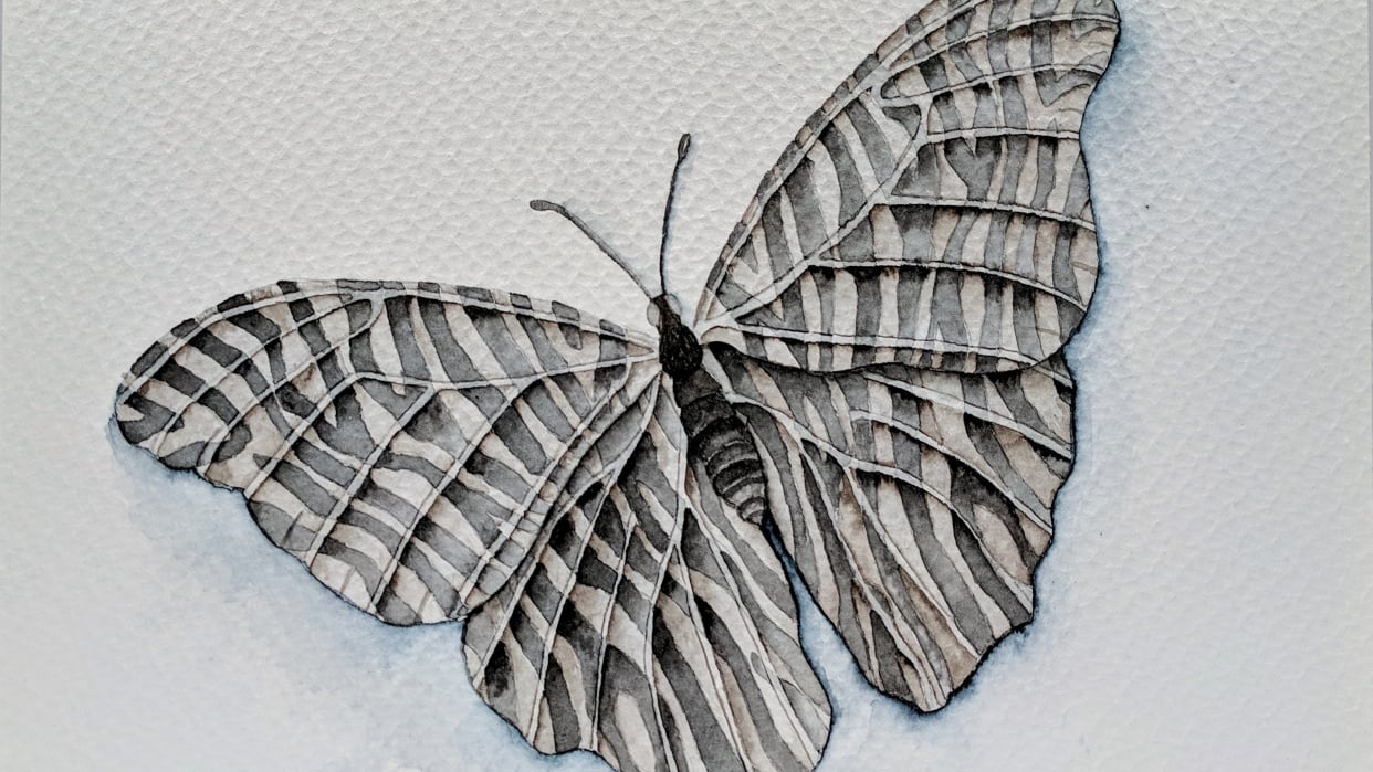 Zebra Butterfly | Skillshare Student Project