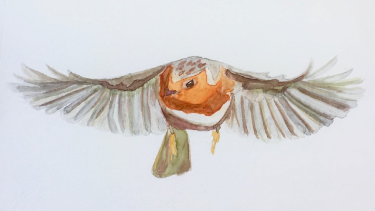 Wings Spread Robin | Skillshare Student Project