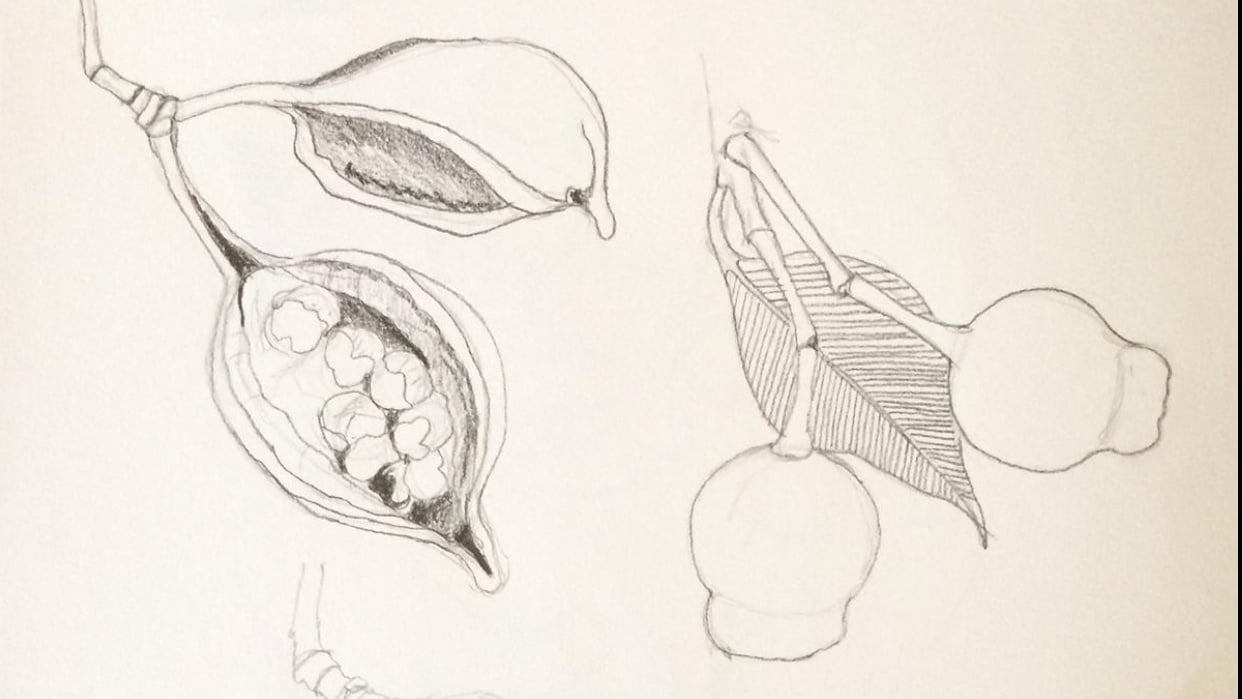 Drawing: Main shapes | Skillshare Student Project