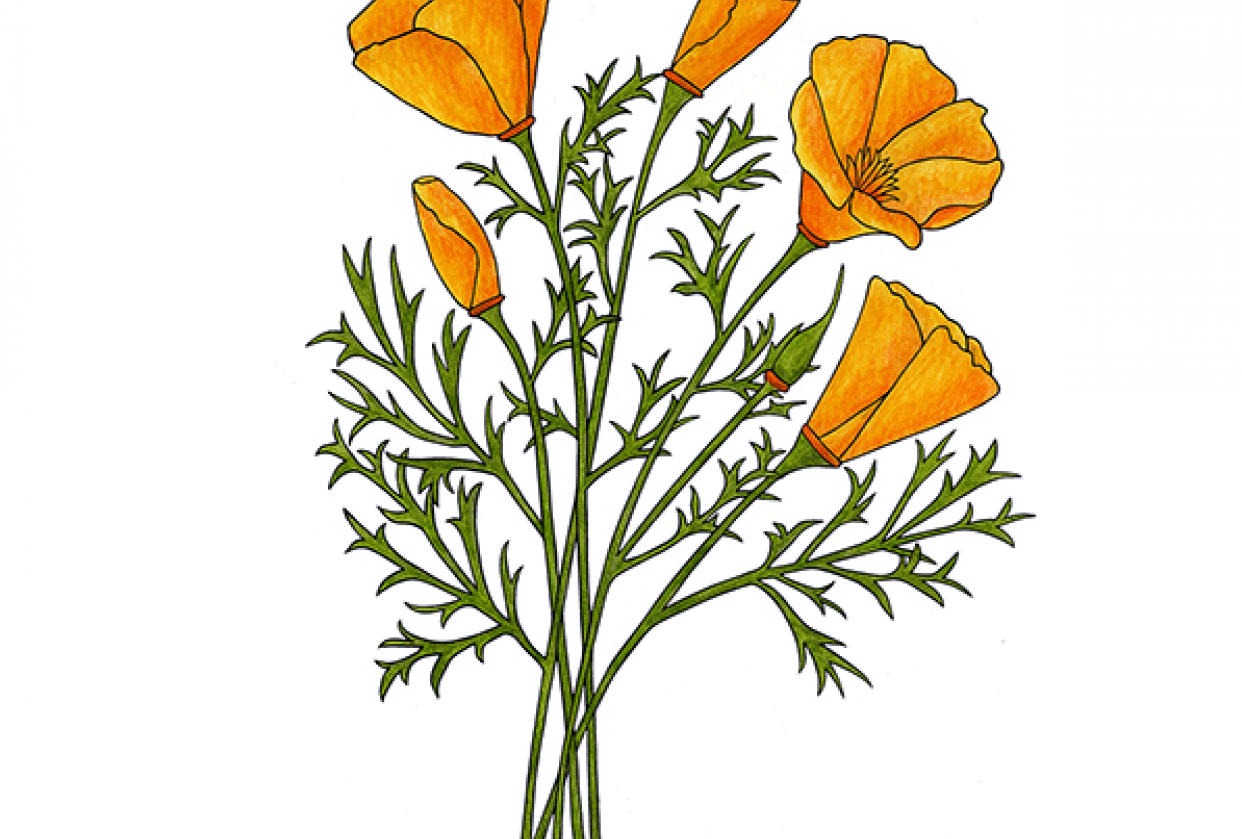 A Bouquet of California Poppies | Skillshare Student Project