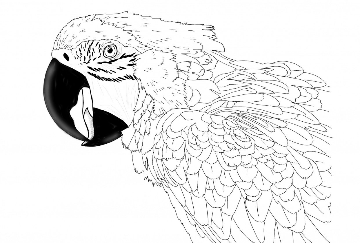 colouring-page-skillshare-student-project
