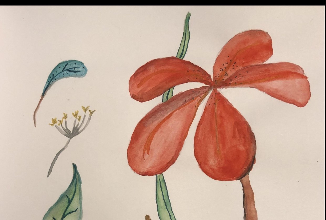 floral flat-sheet practice | Skillshare Student Project