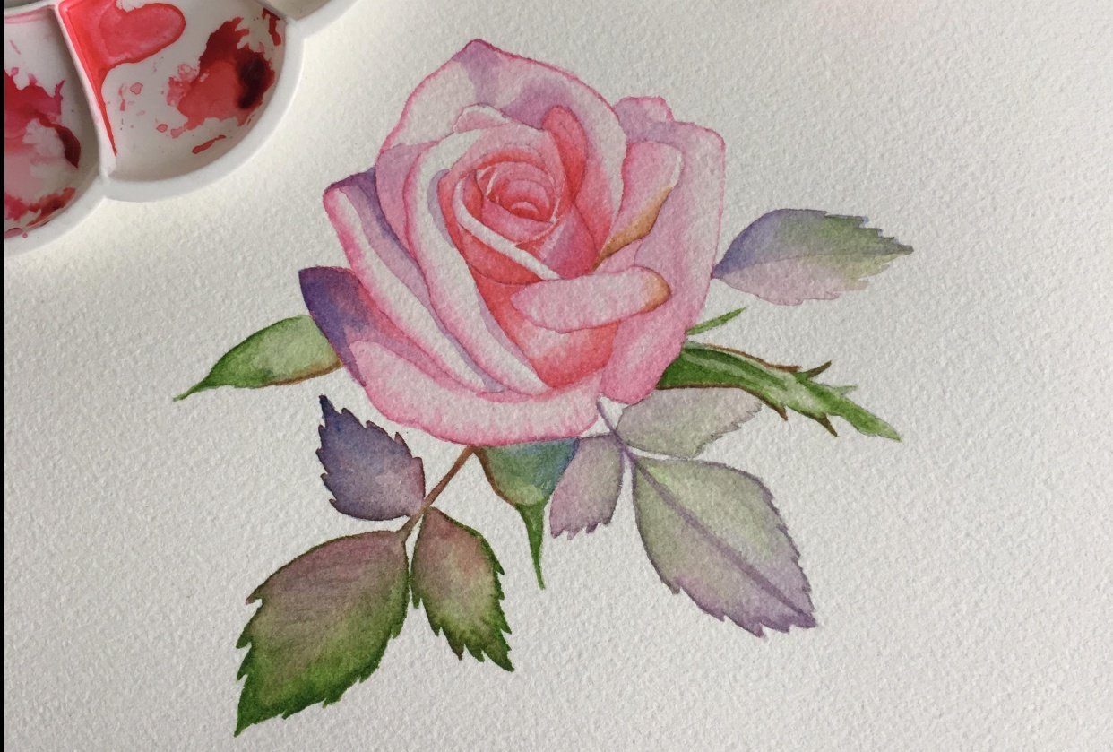 Pink Rose | Skillshare Student Project