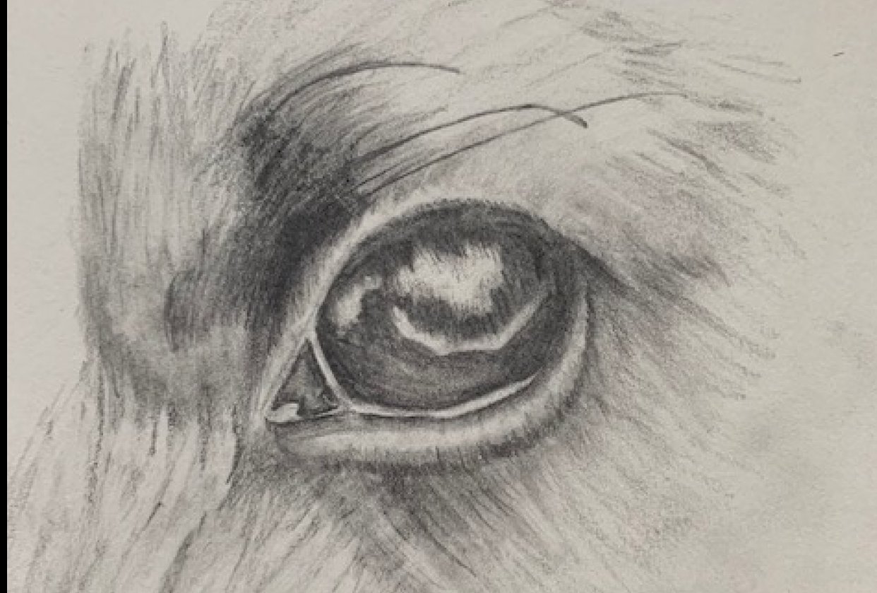 Dog Eye Drawing | Skillshare Student Project