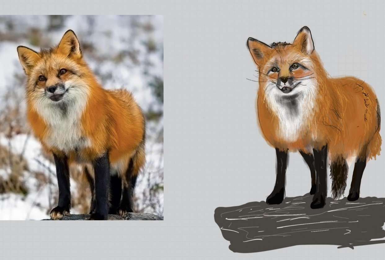 Fox using the Shape Method | Skillshare Student Project