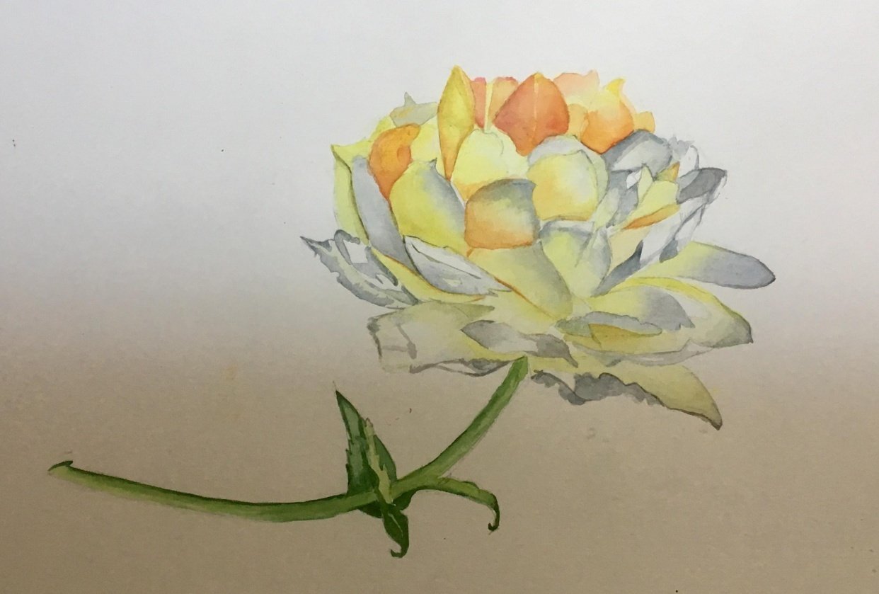 Rose | Skillshare Student Project