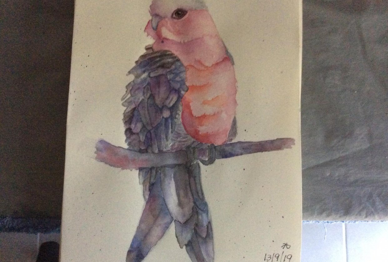 My Galah Bird | Skillshare Student Project