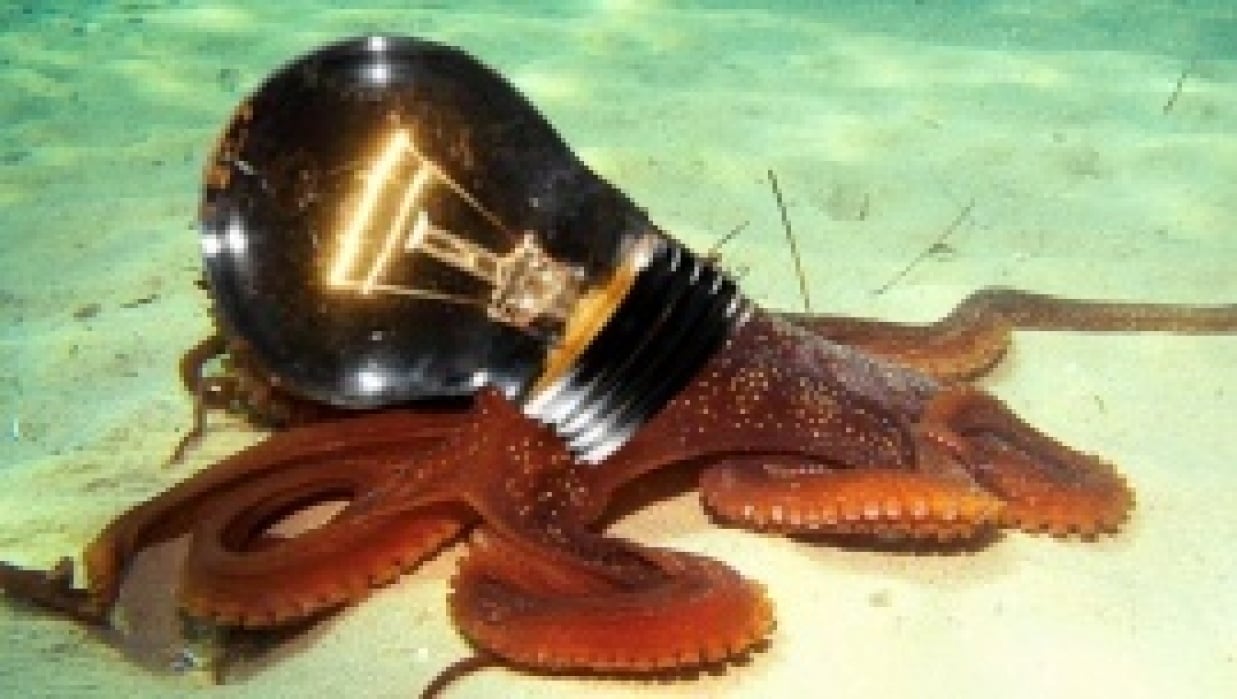 Electropus Devil Eggman | Skillshare Student Project