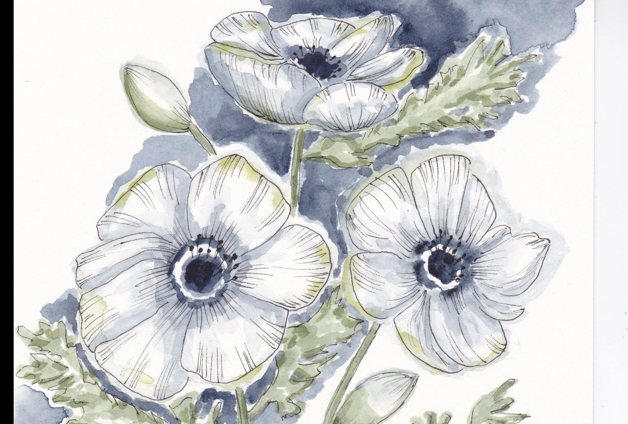 Ink and Watercolor Anemones | Skillshare Student Project