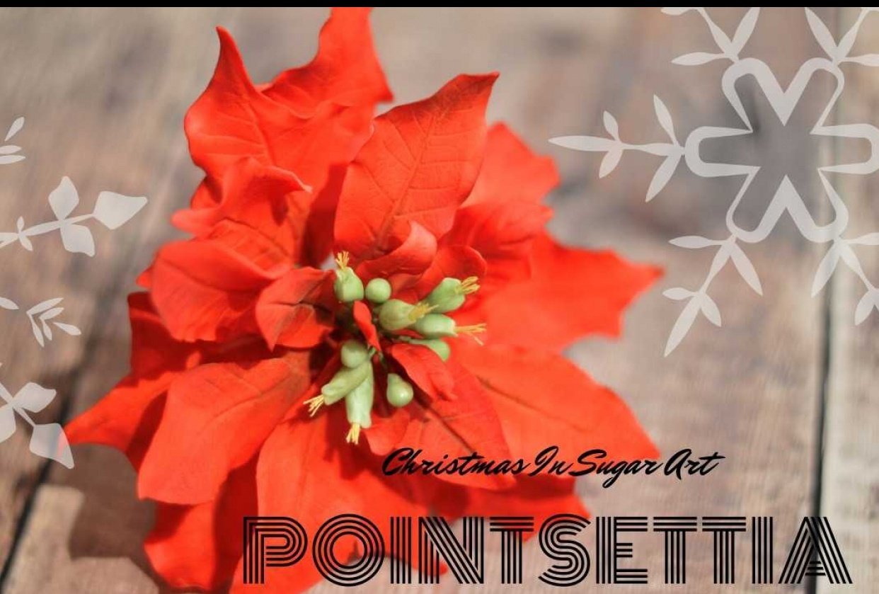Christmas in Sugar Art - A poinsettia flower | Skillshare Student Project
