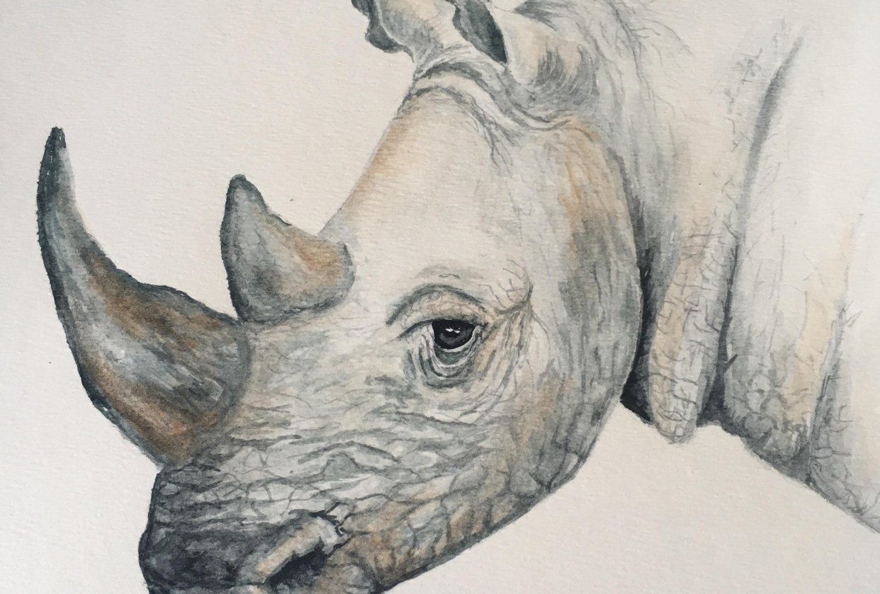 Rhino watercolor | Skillshare Student Project
