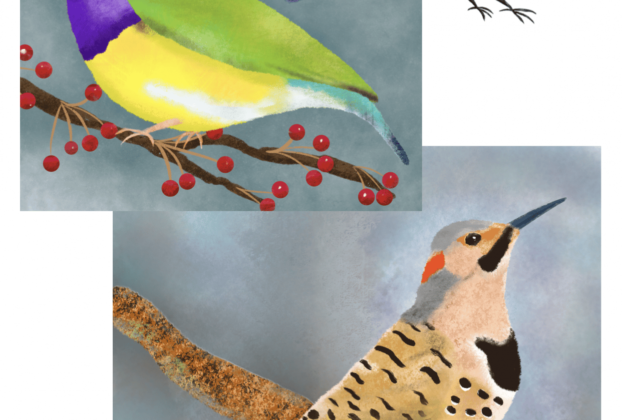 Birds in Color | Skillshare Student Project