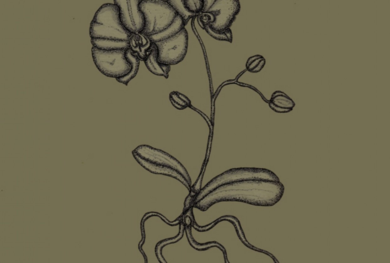 Orchid Dissection | Skillshare Student Project