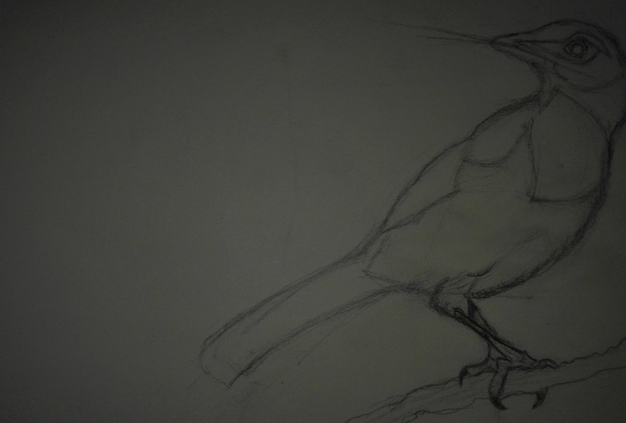 Bird | Skillshare Student Project