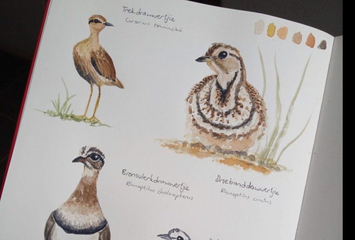 Practicing painting birds | Skillshare Student Project