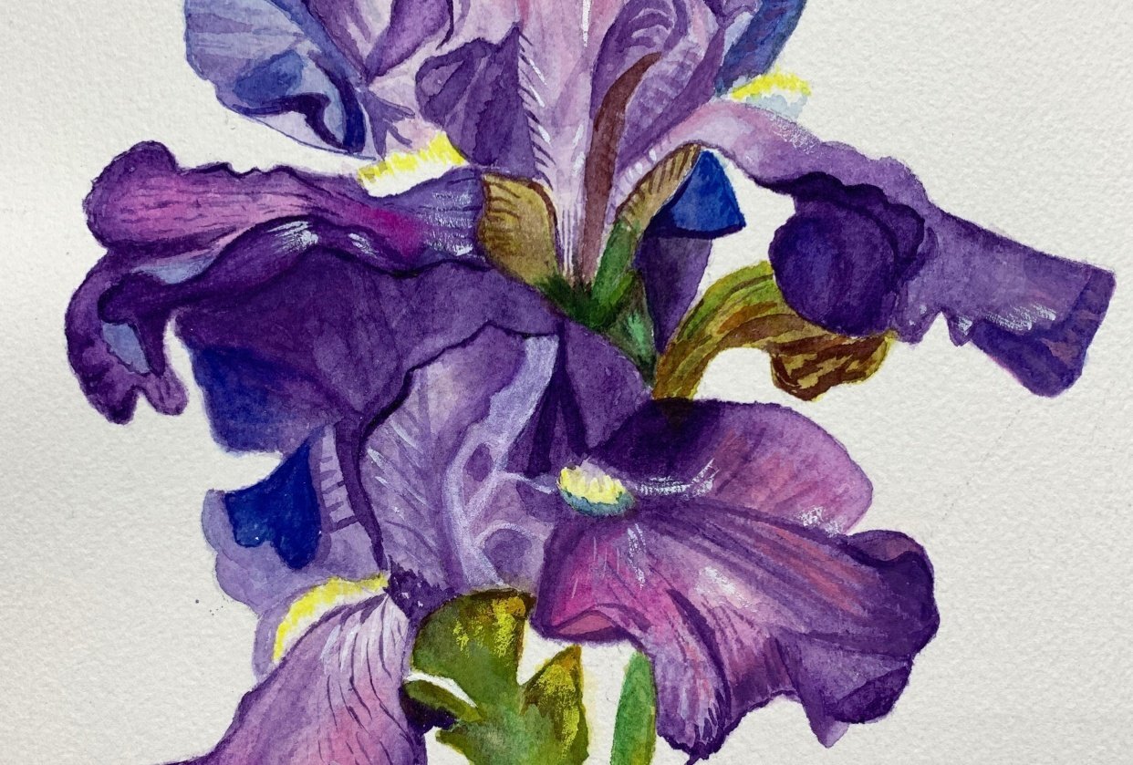 Iris | Skillshare Student Project