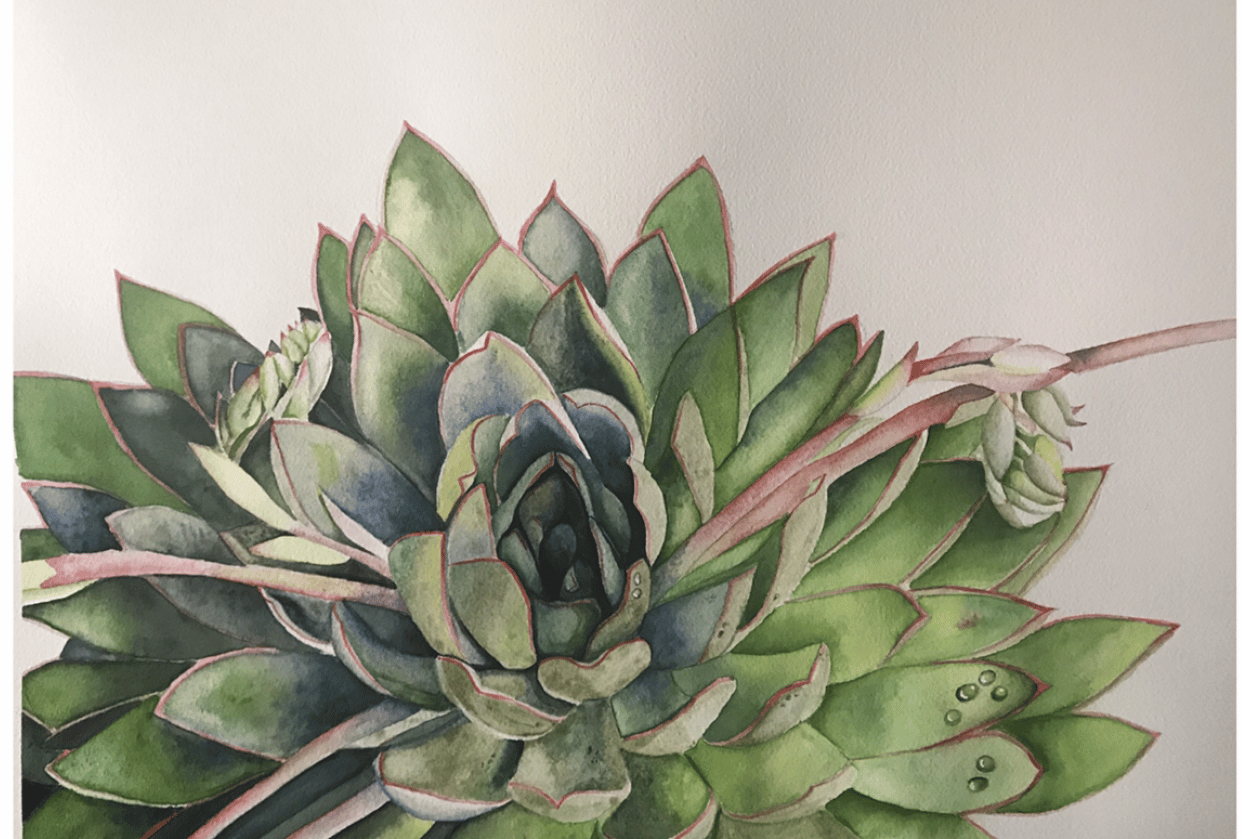 Succulent Painting | Skillshare Student Project