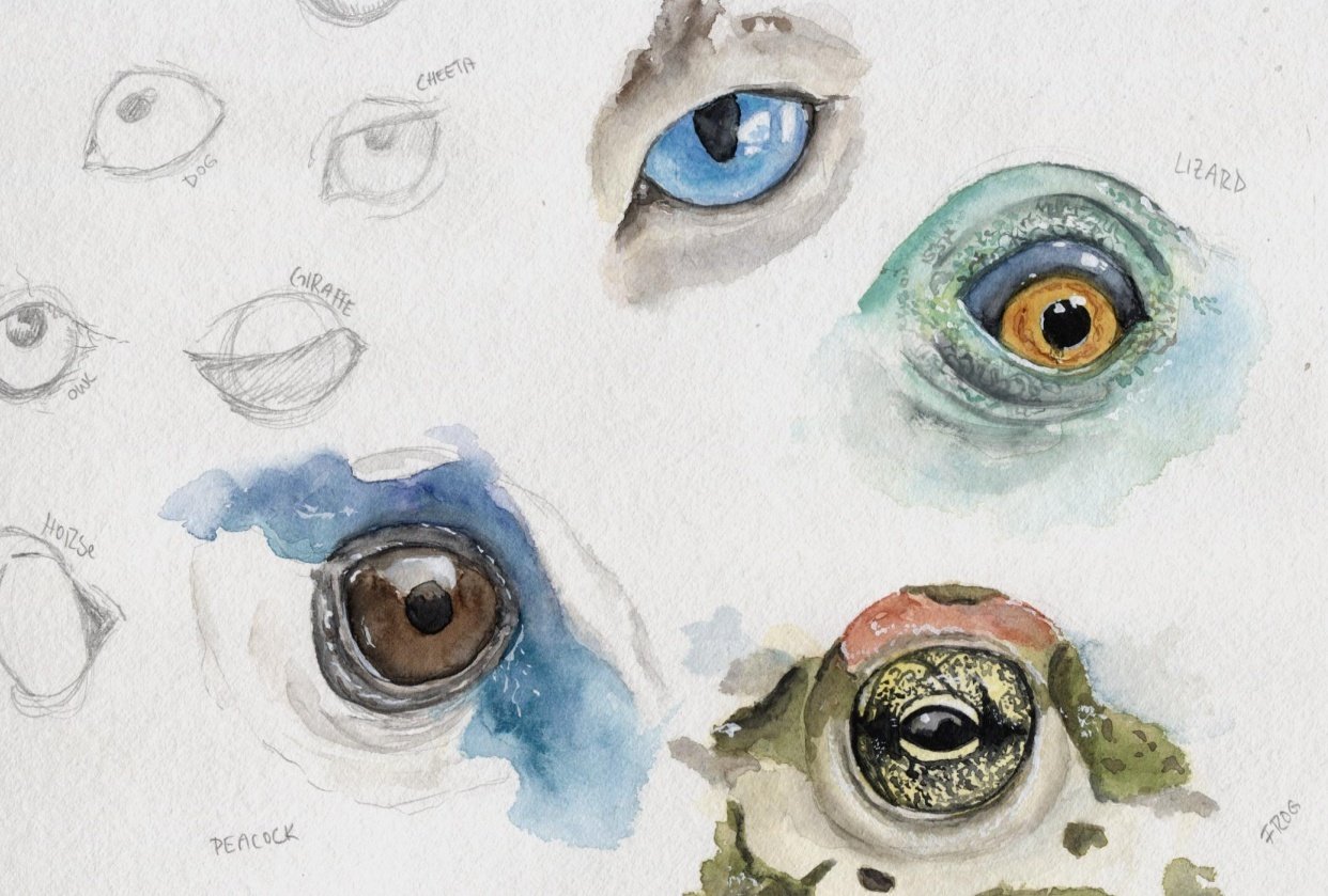 Animal Eyes | Skillshare Student Project