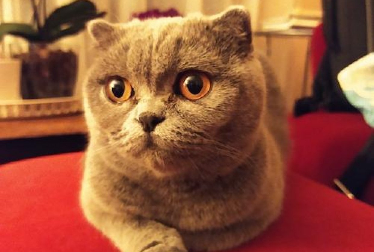 Groot the Grumpy Cat | Skillshare Student Project