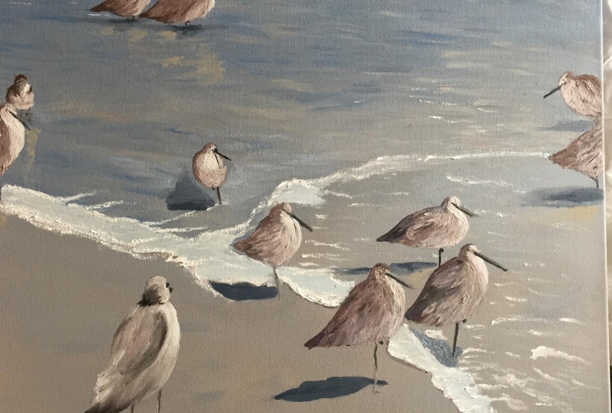 Shorebirds | Skillshare Student Project
