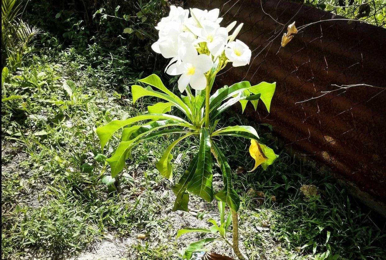 Muse: flower | Skillshare Student Project