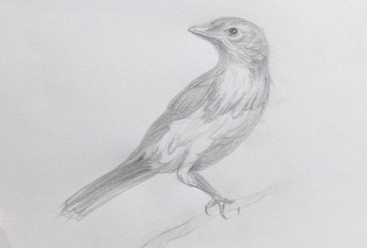 Scrub Jay Study | Skillshare Student Project