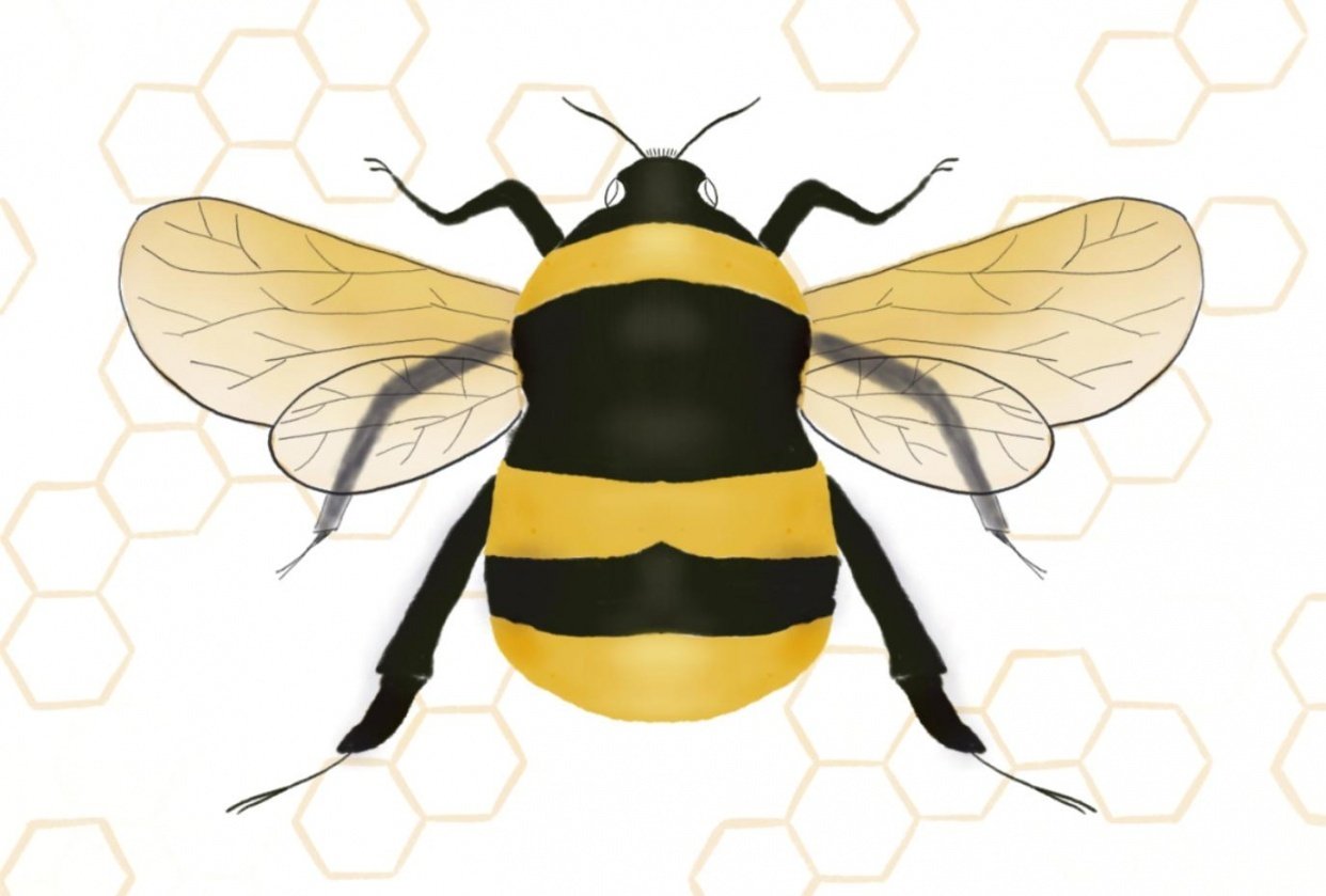 Bee | Skillshare Student Project