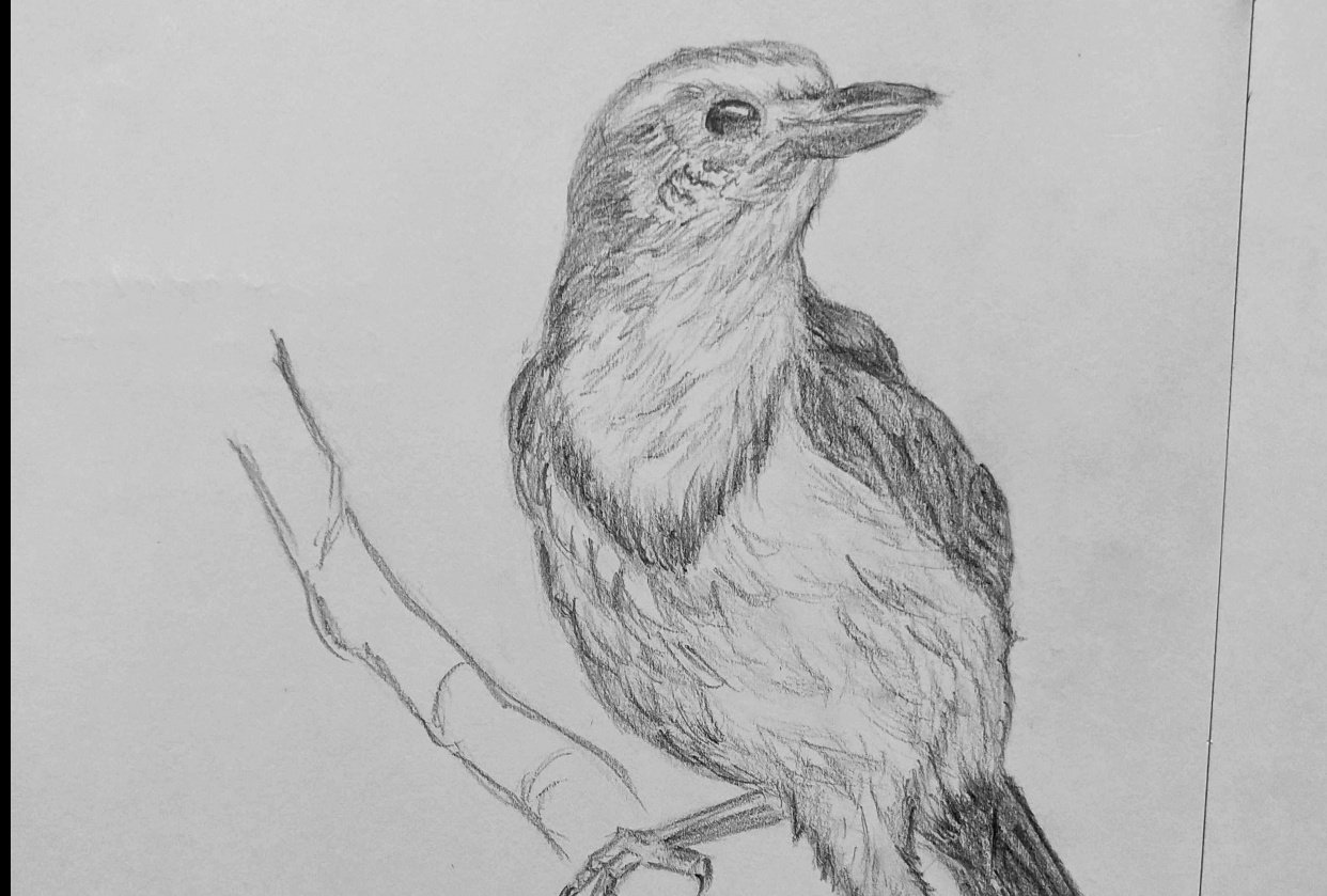 basic - bird | Skillshare Student Project