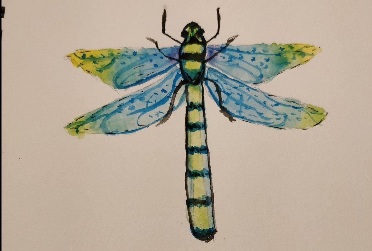 Dragonfly | Skillshare Student Project