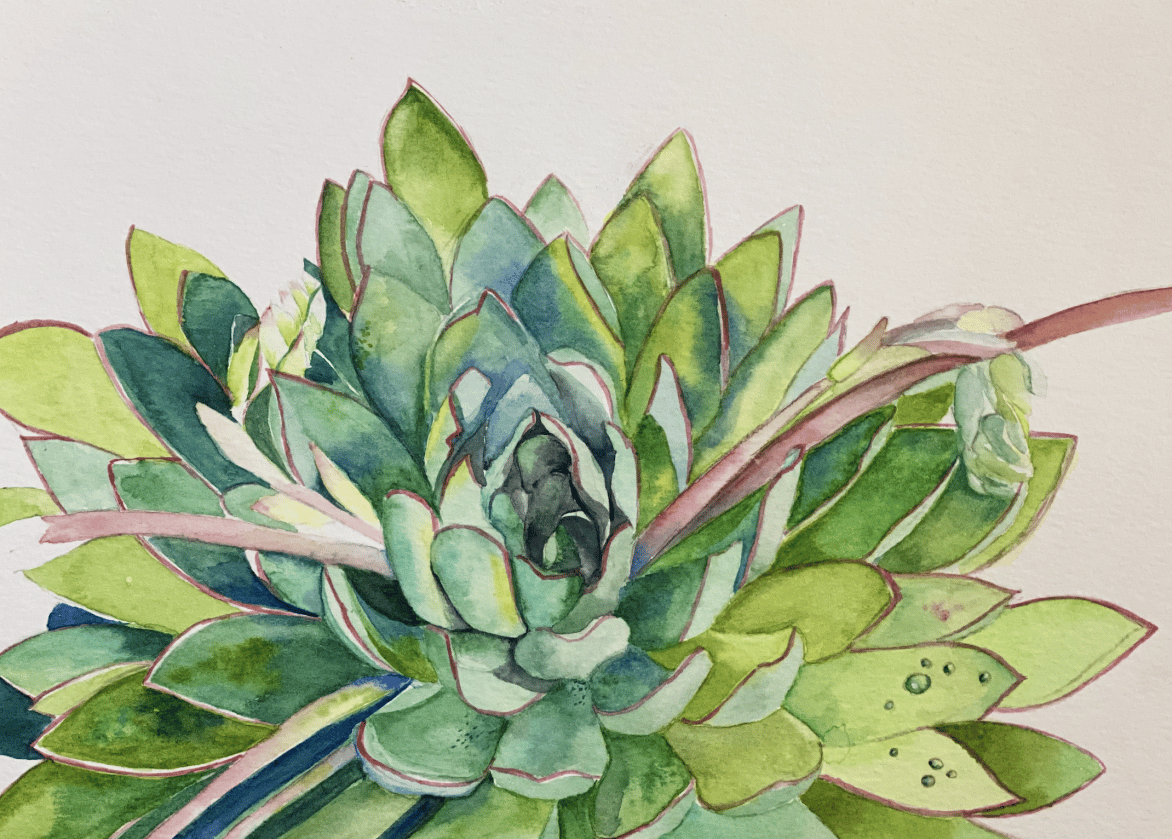Watercolor Succulent | Skillshare Student Project