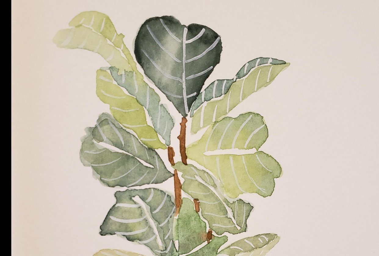 Fiddle Leaf | Skillshare Student Project