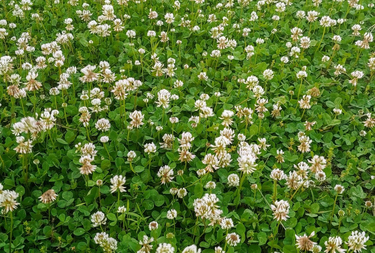 Clover Patch | Skillshare Student Project