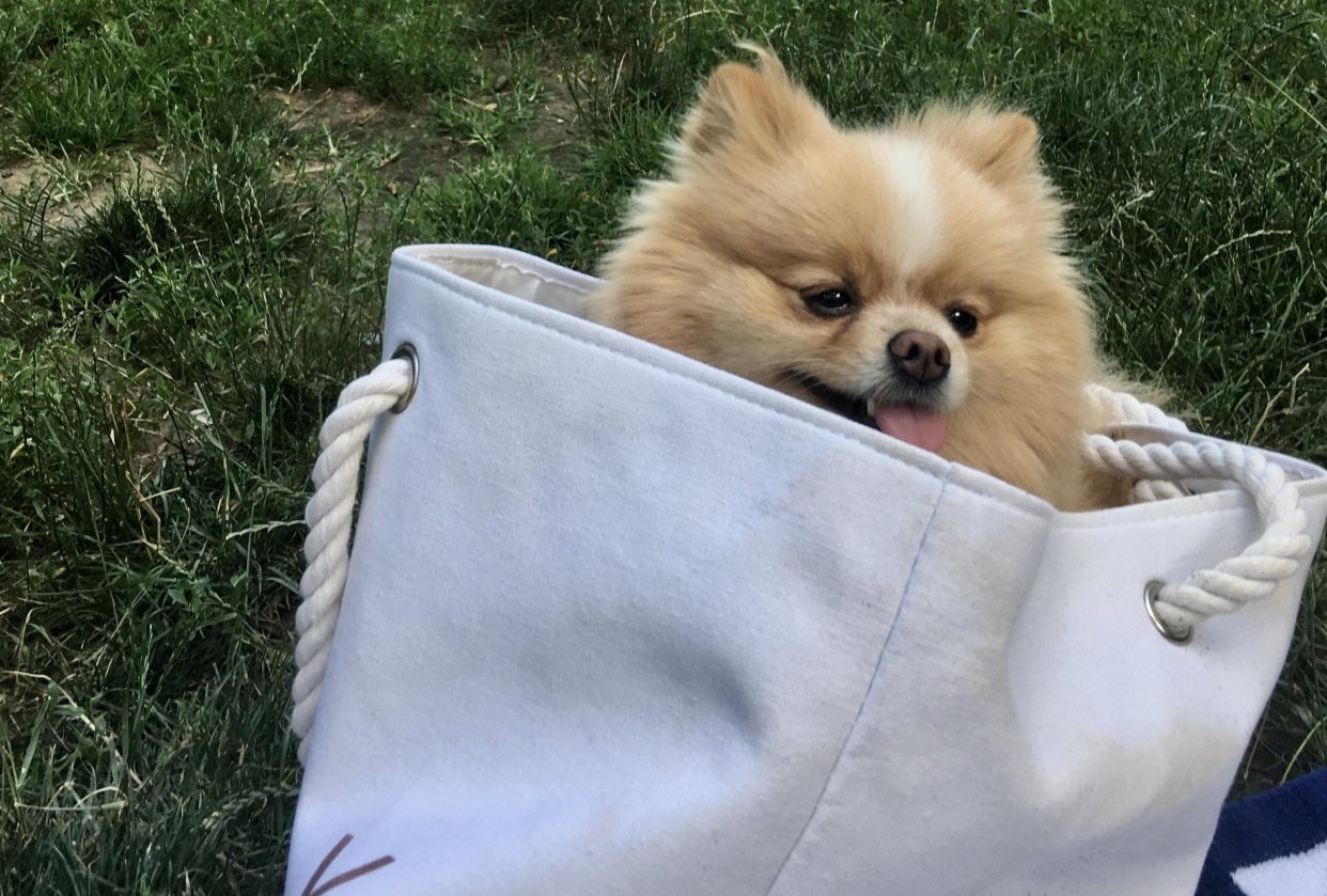 Drawing Kiwi The Pom Skillshare Student Project
