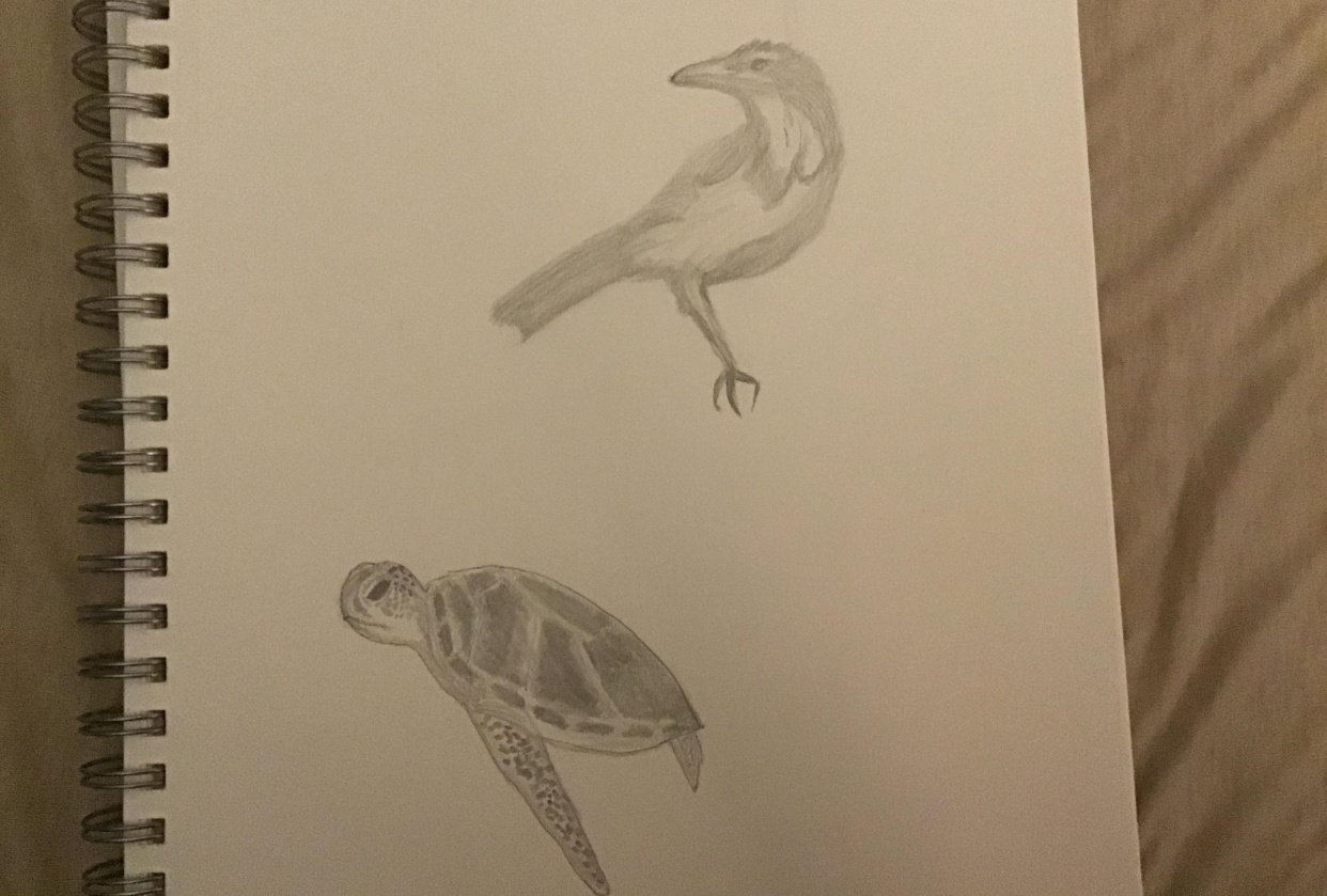 Drawing | Skillshare Student Project