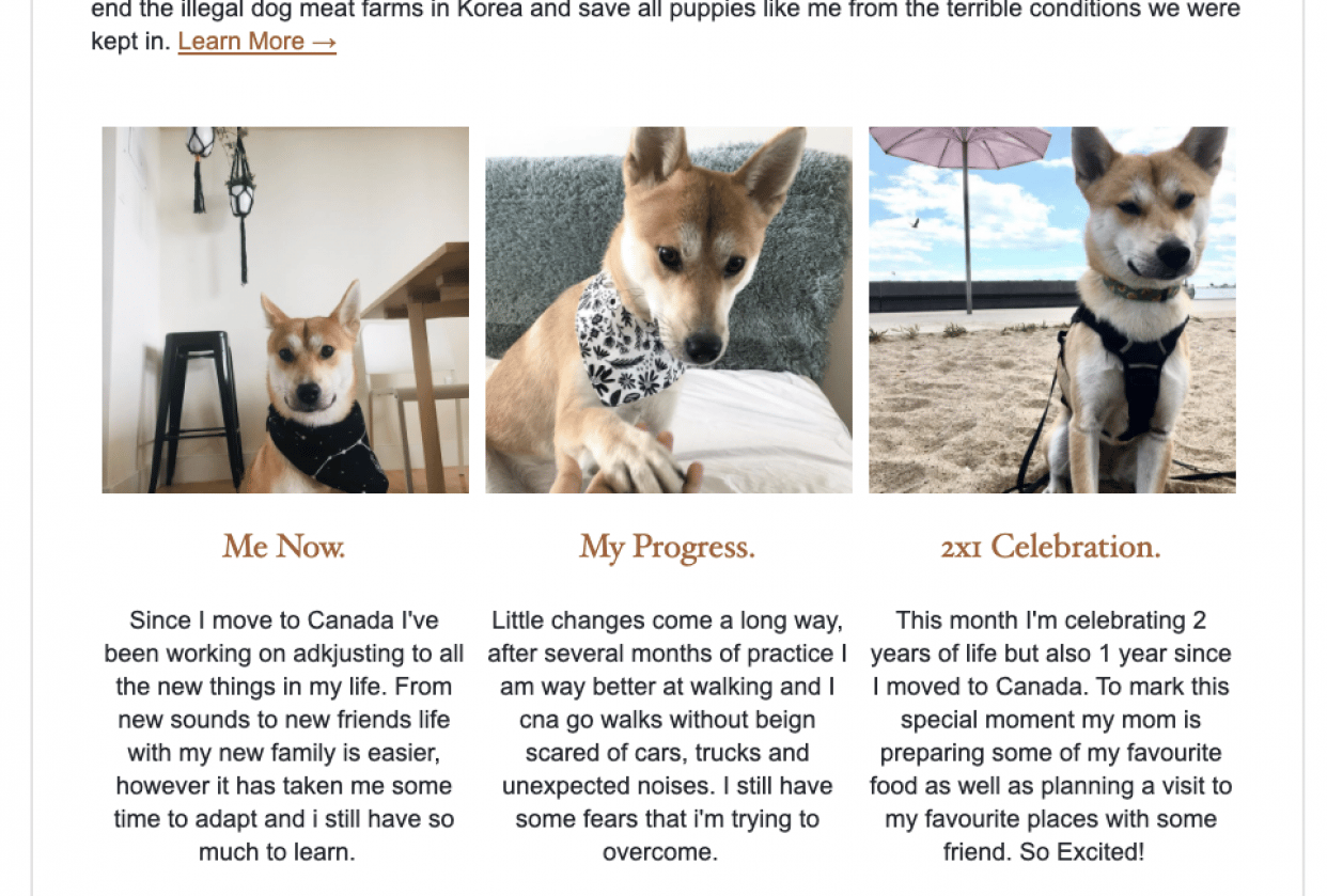 Matcha the dog Newsletter | Skillshare Student Project
