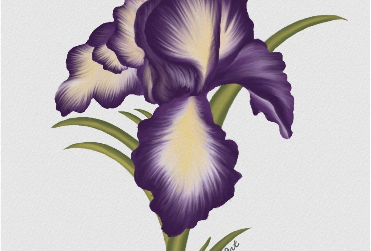 Rachel Watercolor Ink Iris | Skillshare Student Project